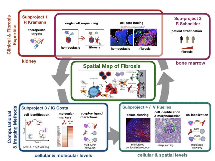 Postdoc On Medical Single Cell Bioinformatics
